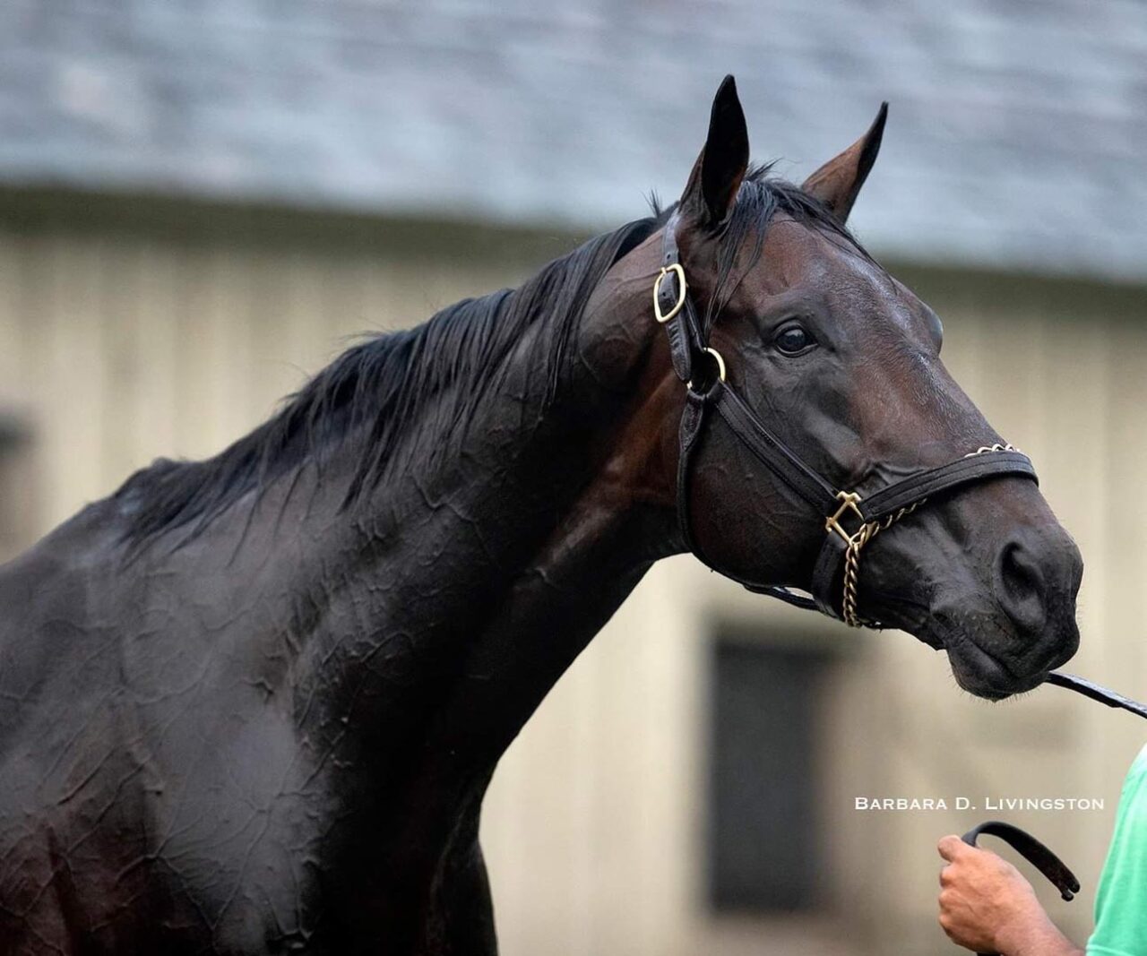 Moretti Stallion | Chesapeake Farm
